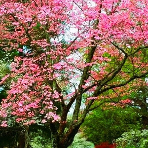 50 Seeds of Princess Tree, Fast Growing, Fresh Flower - Etsy