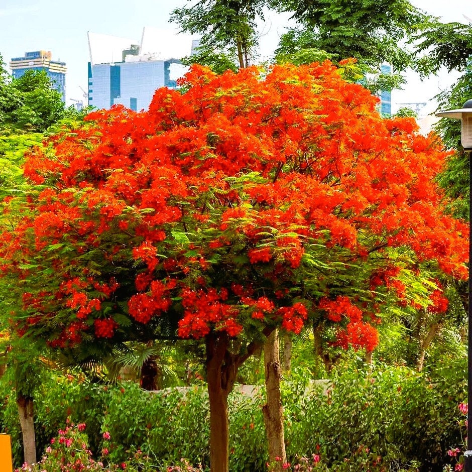 5 Seeds of Royal Poinciana Red Flame Tree delonix Regia, Tropical ...