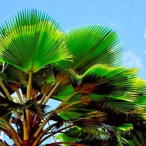 10 Seeds of Fiji Fan Palm Tree, Indoor, Fast Growing, Perennial - Etsy