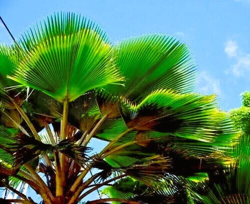 10 Seeds of Fiji Fan Palm Tree, Indoor, Fast Growing, Perennial - Etsy