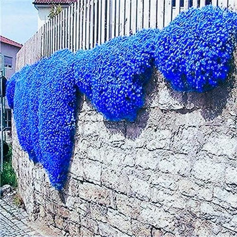 Creeping Thyme - Etsy