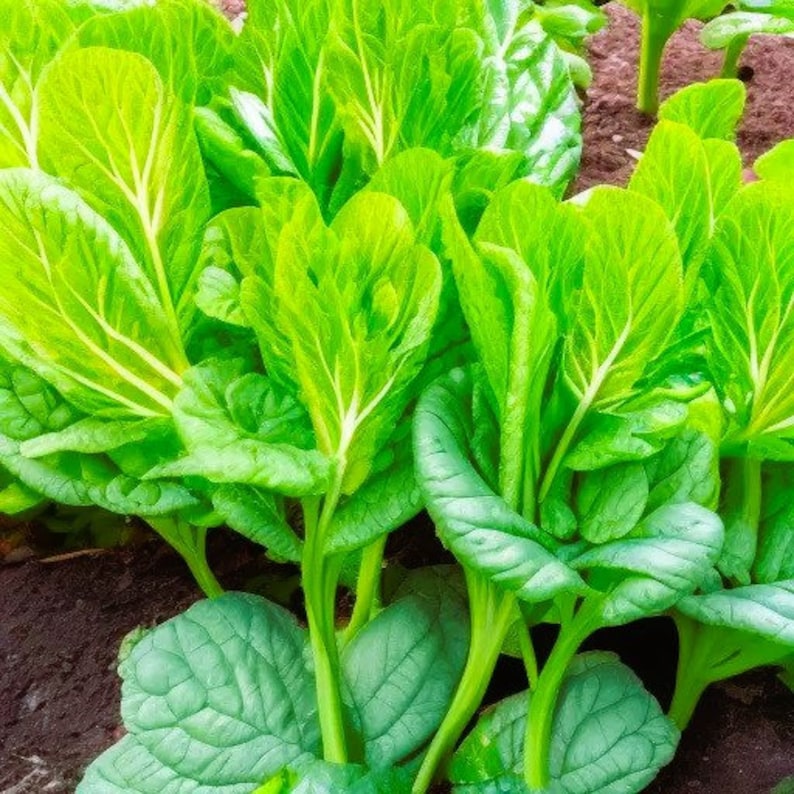 3000 Seeds of Bulk Vegetable, Tatsoi Mustard Pak Choi, Planting ...