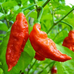 100mg Ghost Pepper Seeds for Planting Heirloom Non-gmo, Spicy Hot ...