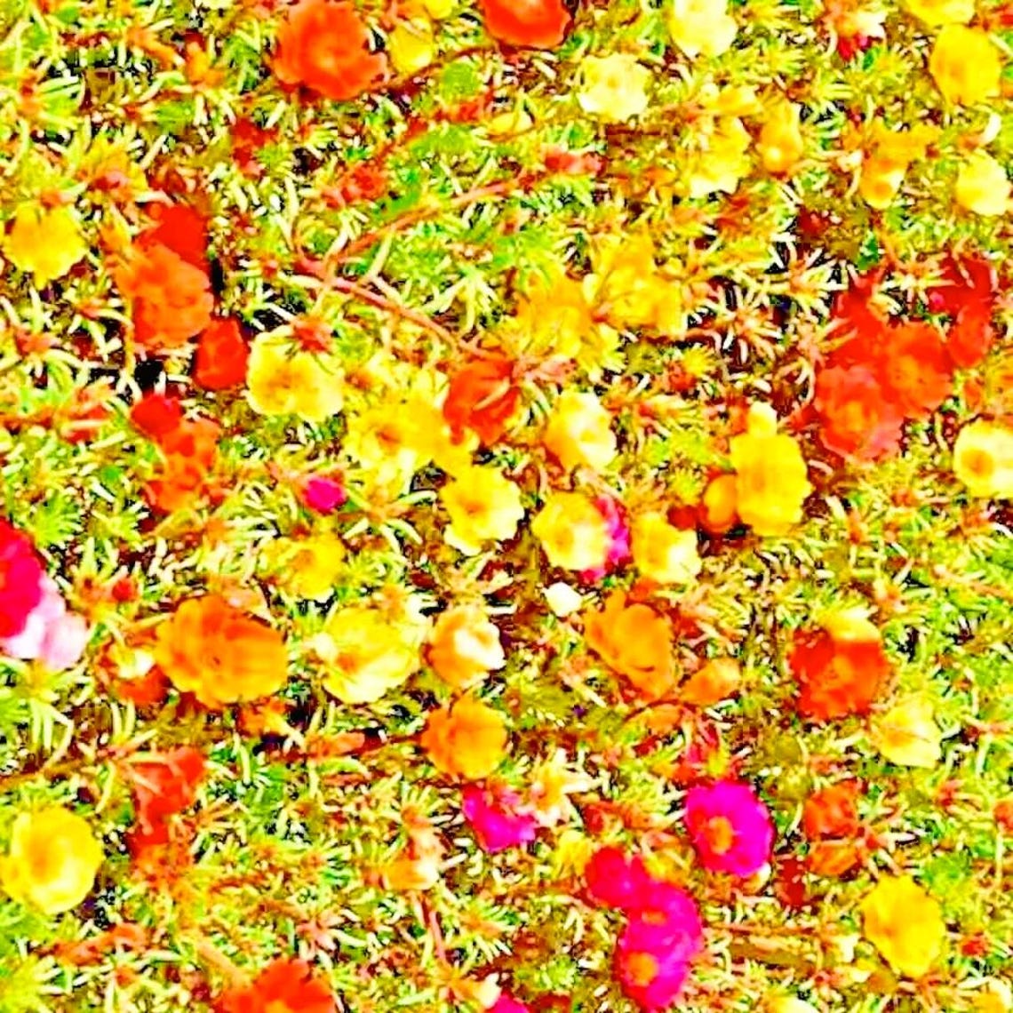 3000 Seeds of Moss Rose Mix Flower, Groundcover, Non GMO - Etsy