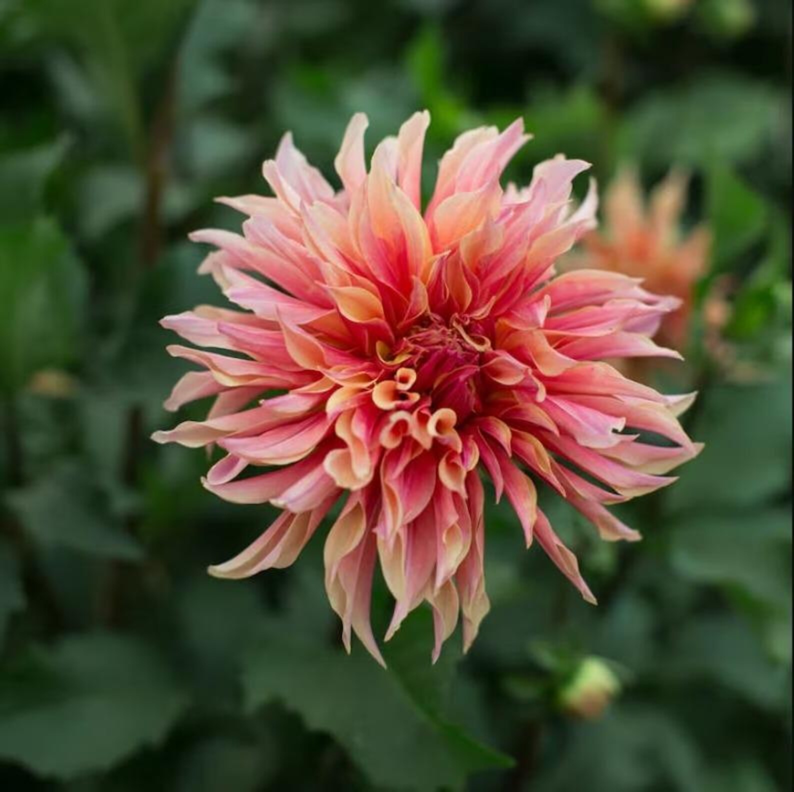 100 Pink Labyrinth Dahlia Seeds Perennial Authentic Seeds Fast Growing ...