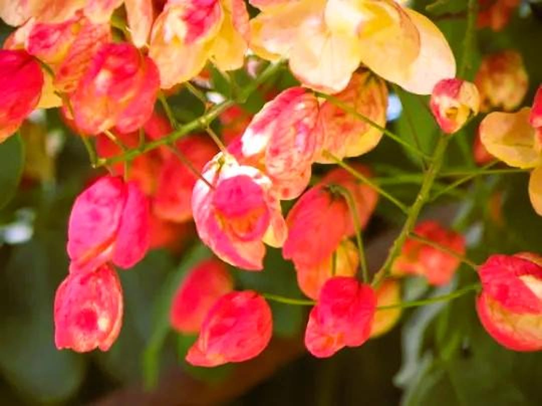 5 Seeds of Red Shower Tree, Fast Growing, Fresh Flower - Etsy