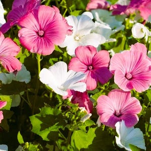 30 Seeds of Rose Mallow Mixed, Fast Growing, Fresh Flower - Etsy