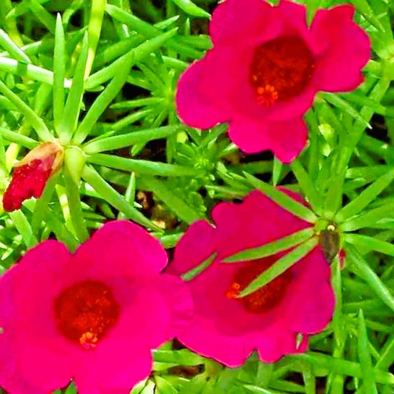 3000 Seeds of Moss Rose Mix Flower, Groundcover, Non GMO - Etsy