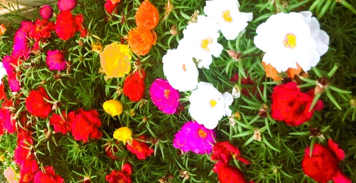 3000 Moss Rose Grandiflora Seeds Spring Mix Flowers, Groundcover for ...