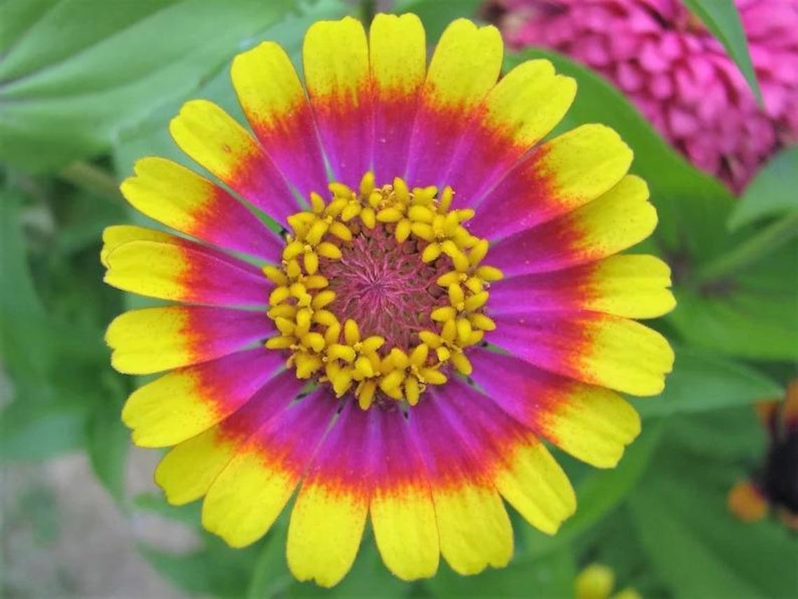 50 CAROUSEL MIX ZINNIA Elegans Carrousel Whirligig Mixed Colors Bicolor ...