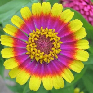50 CAROUSEL MIX ZINNIA Elegans Carrousel Whirligig Mixed Colors Bicolor ...
