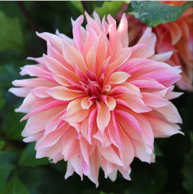 100 Pink Labyrinth Dahlia Seeds Perennial Authentic Seeds Fast Growing ...