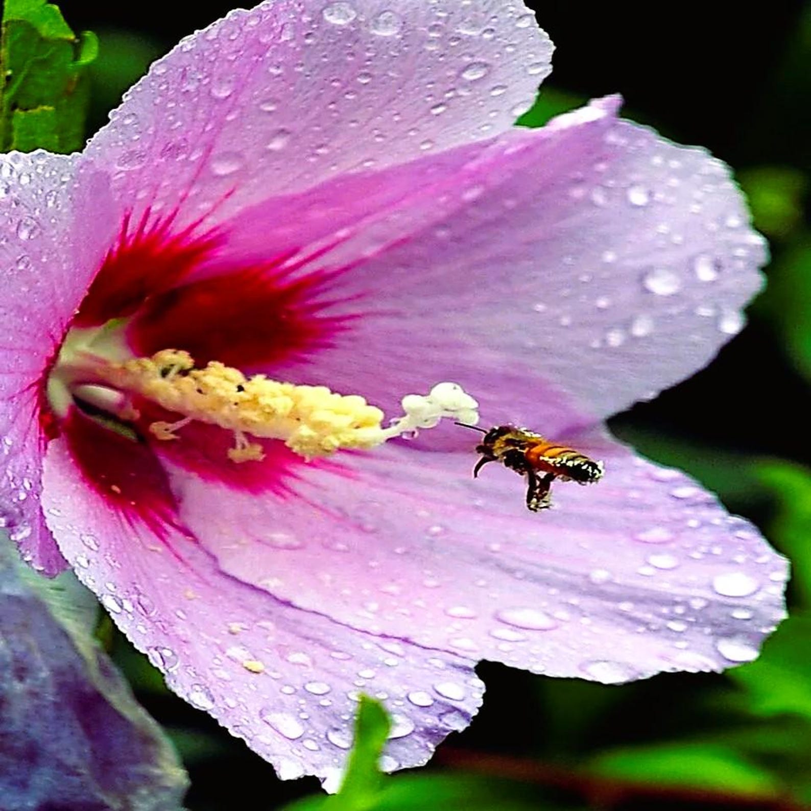 20 Seeds of Pink Swamp Mallow Rose, Gardening, Fast Growing - Etsy