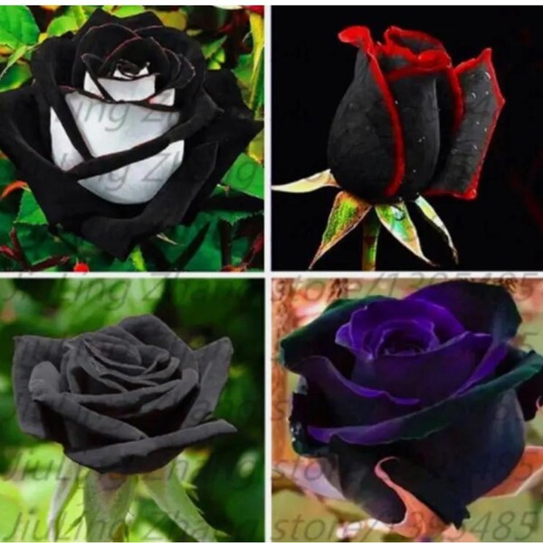 Rare Exotic Seeds - Etsy