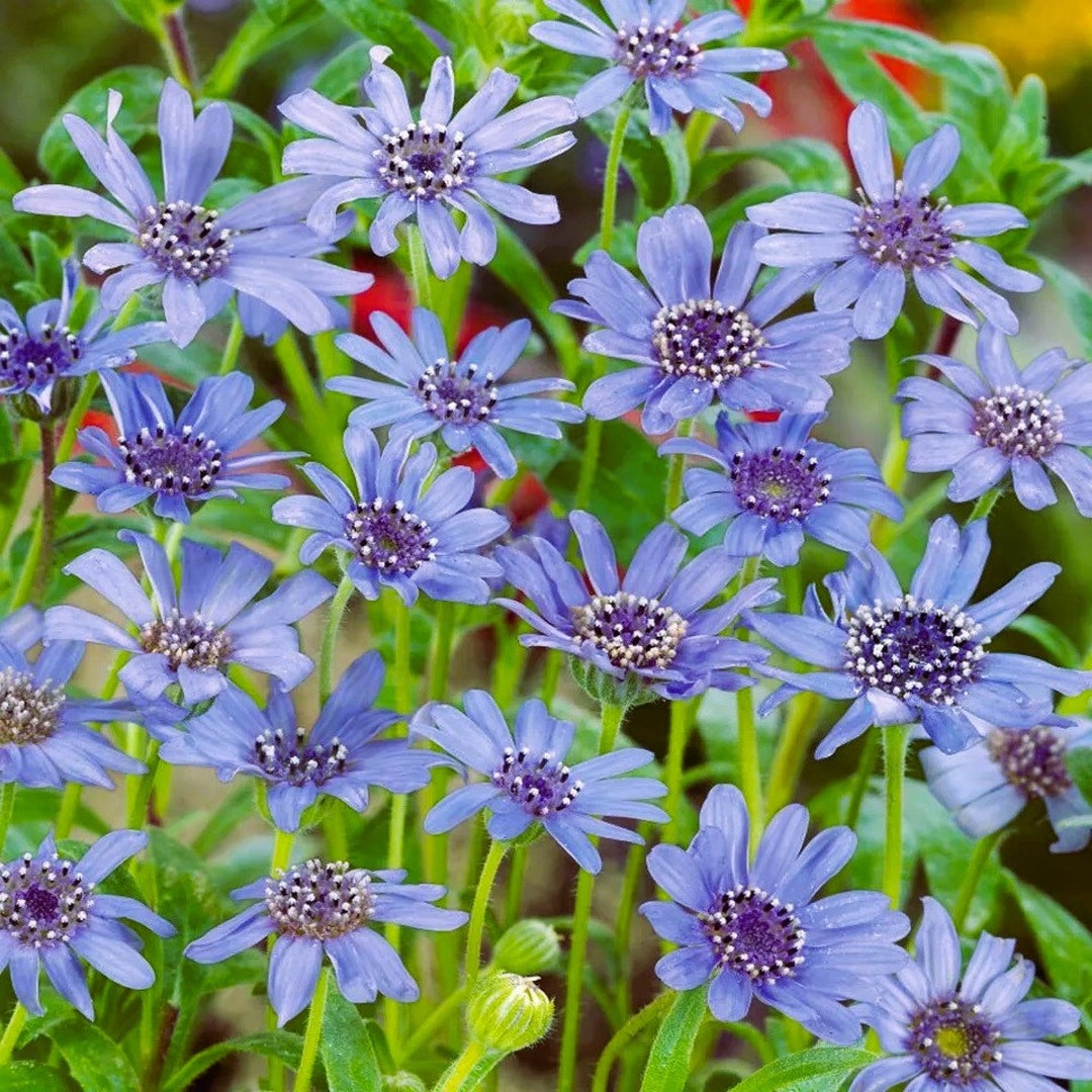 25 Seeds of Blue Felicia Daisy Flower, Non GMO, Fast Growing - Etsy
