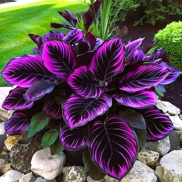 Purple Hosta Plant - Etsy