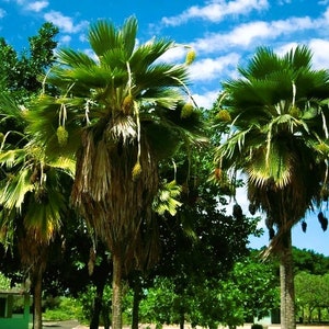 10 Seeds of Fiji Fan Palm Tree, Indoor, Fast Growing, Perennial - Etsy