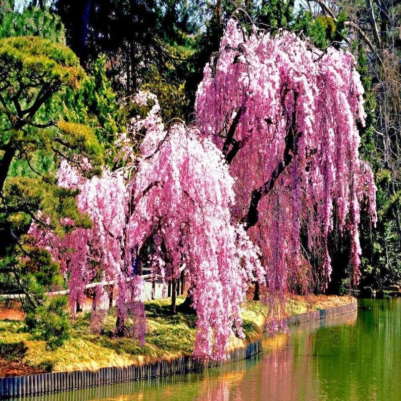 5 Seeds of Japanese weeping Sakura Tree, Fast Growing - Etsy