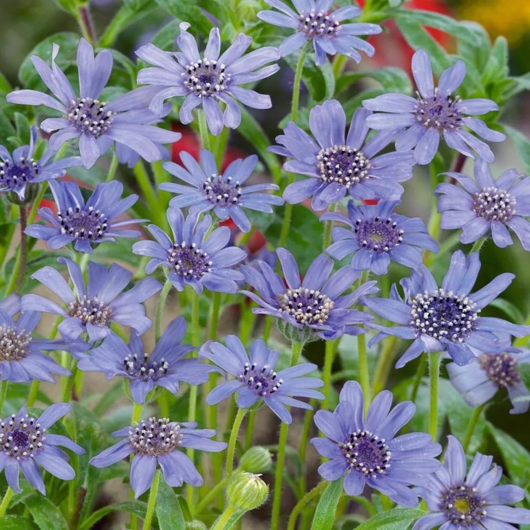 25 Seeds of Blue Felicia Daisy Flower, Fast Growing - Etsy