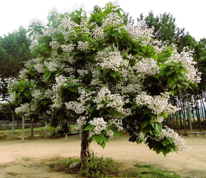 50 Seeds of Northern Catalpa Tree, Fast Growing, Fresh Flower - Etsy