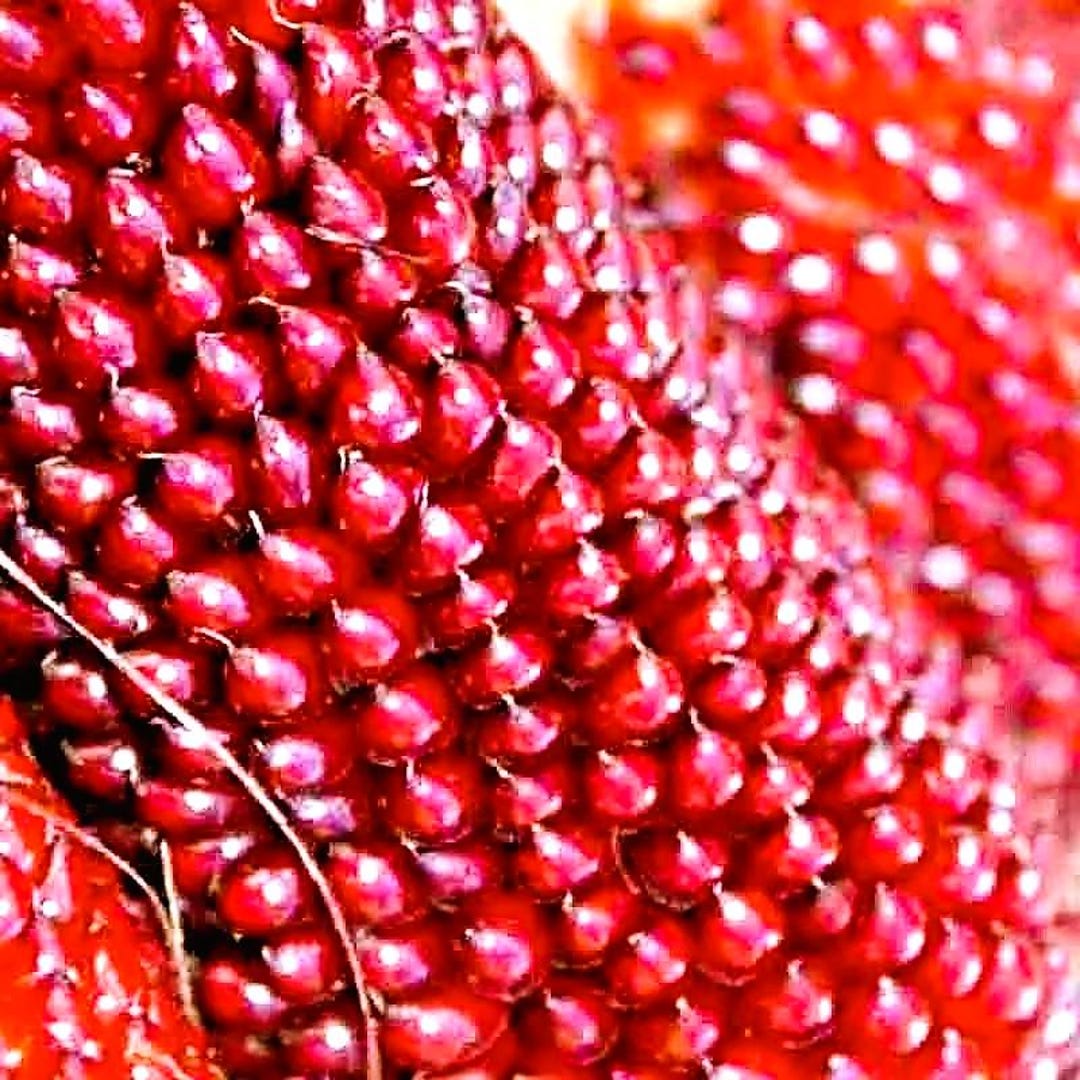 75 Seeds of Strawberry Rare Ruby Corn, Non GMO - Etsy