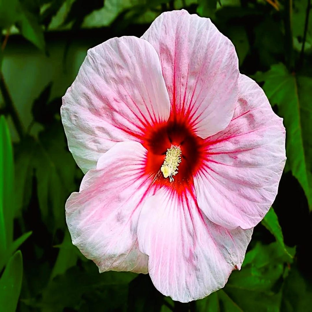 20 Seeds of Pink Swamp Mallow Rose, Gardening, Fast Growing - Etsy