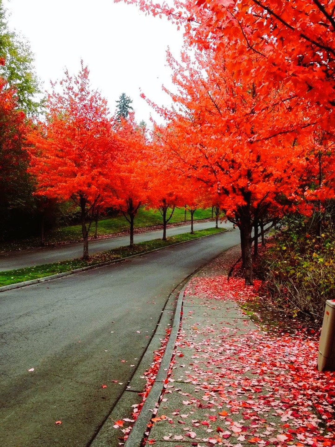 40 Red Maple Seeds, Fast Growing Tree, Acer Rubrum Seeds, Tree Seeds ...