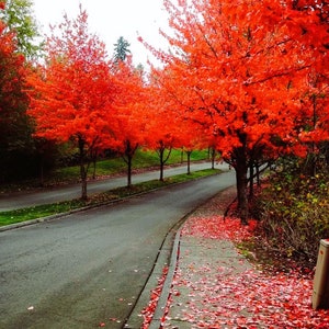 40 Red Maple Seeds, Fast Growing Tree, Acer Rubrum Seeds, Tree Seeds ...