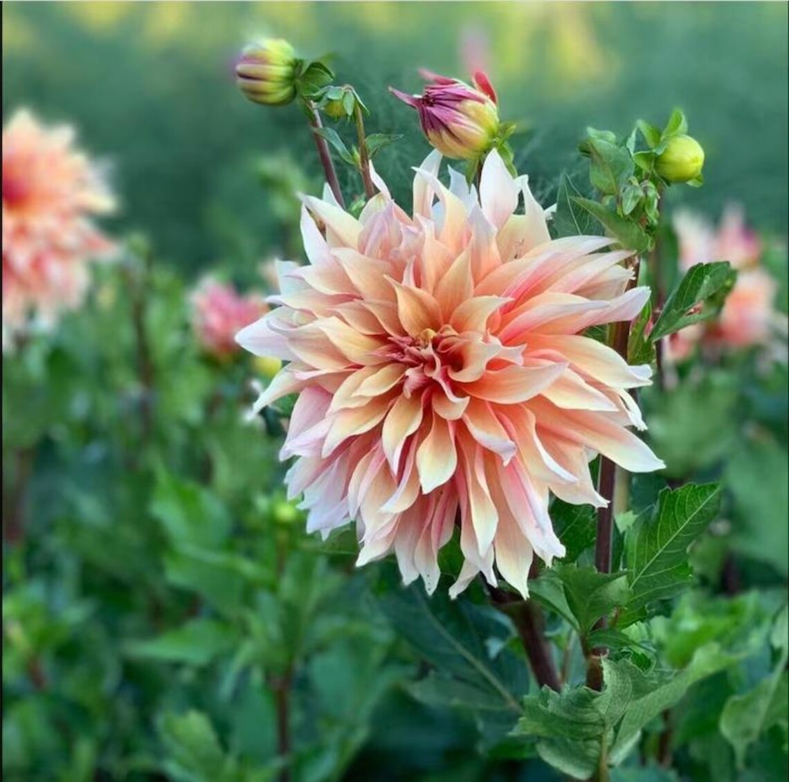 100 Pink Labyrinth Dahlia Seeds Perennial Authentic Seeds Fast Growing ...