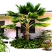 10 Seeds of Fiji Fan Palm Tree, Indoor, Fast Growing, Perennial - Etsy