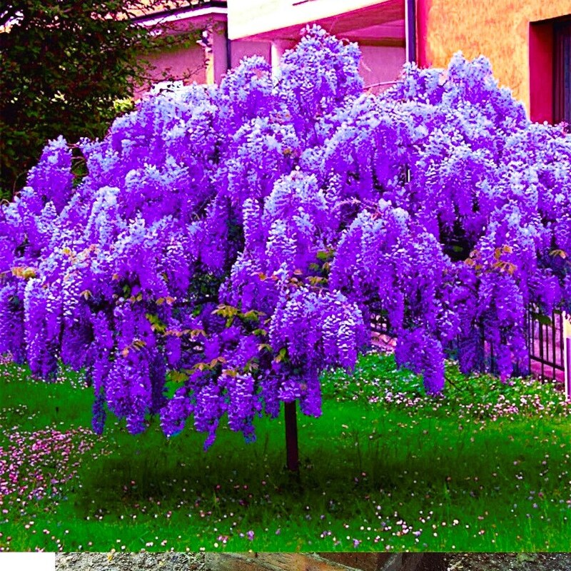 Blue Wisteria - Etsy