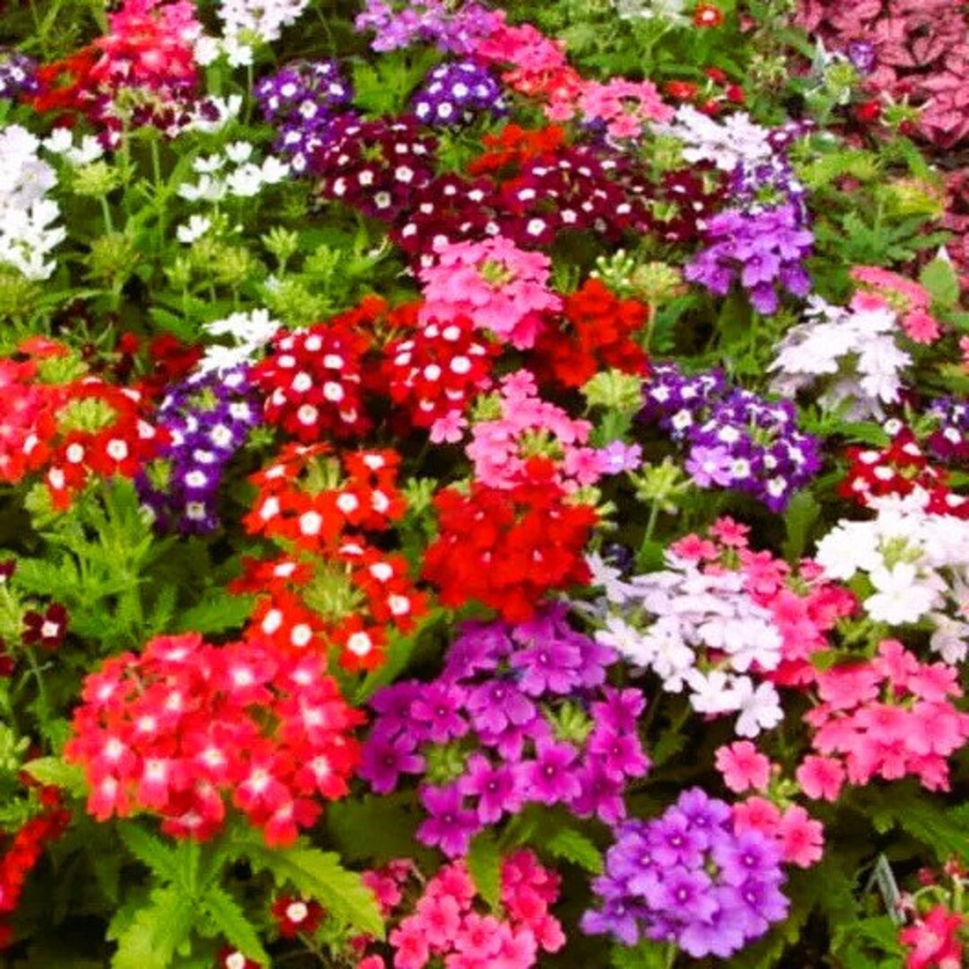 200 Seeds of Verbena Compacta Mix Dwarf, Perennial, Non GMO, Fast ...