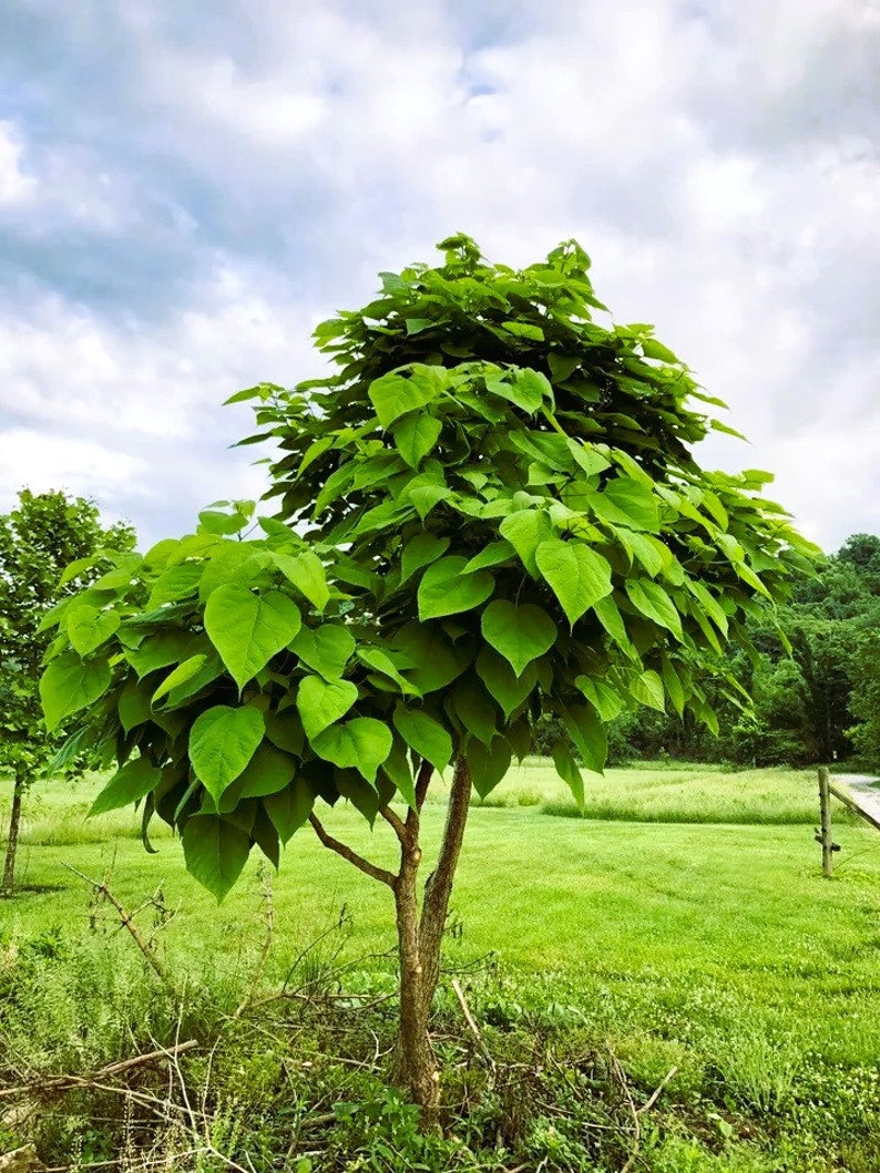 50 Seeds of Northern Catalpa Tree, Fast Growing, Fresh Flower - Etsy