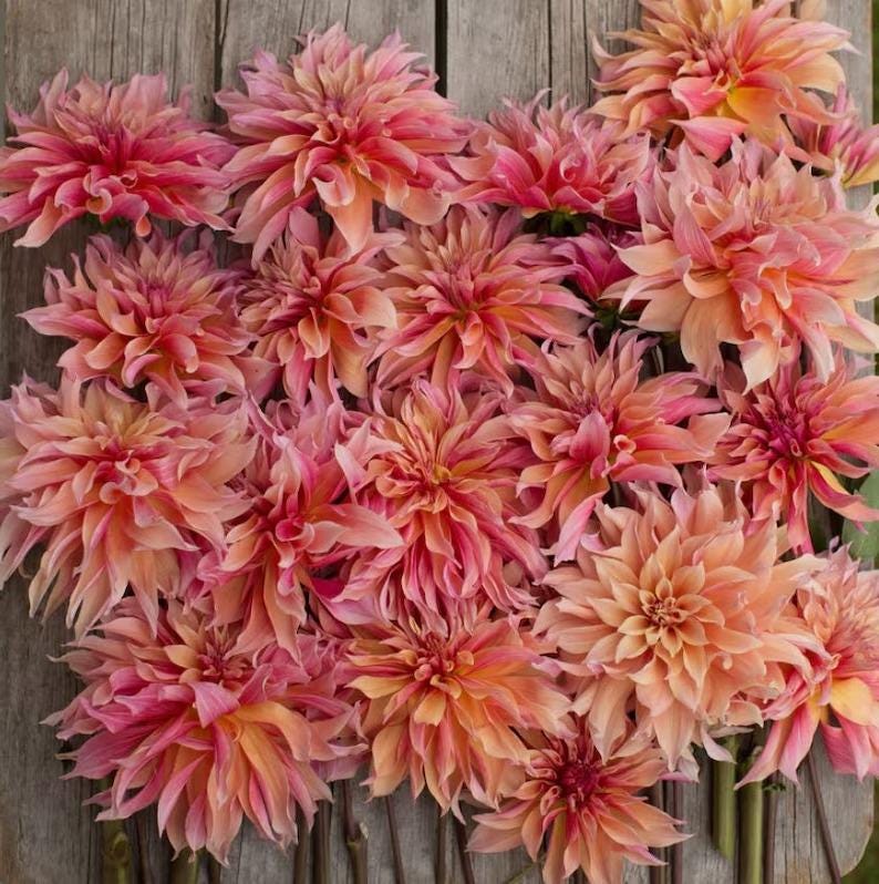 100 Pink Labyrinth Dahlia Seeds Perennial Authentic Seeds Fast Growing ...