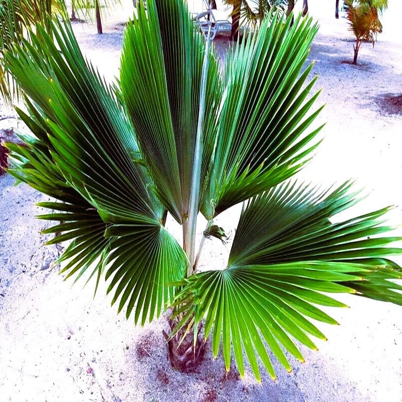 10 Seeds of Fiji Fan Palm Tree, Indoor, Fast Growing, Perennial - Etsy