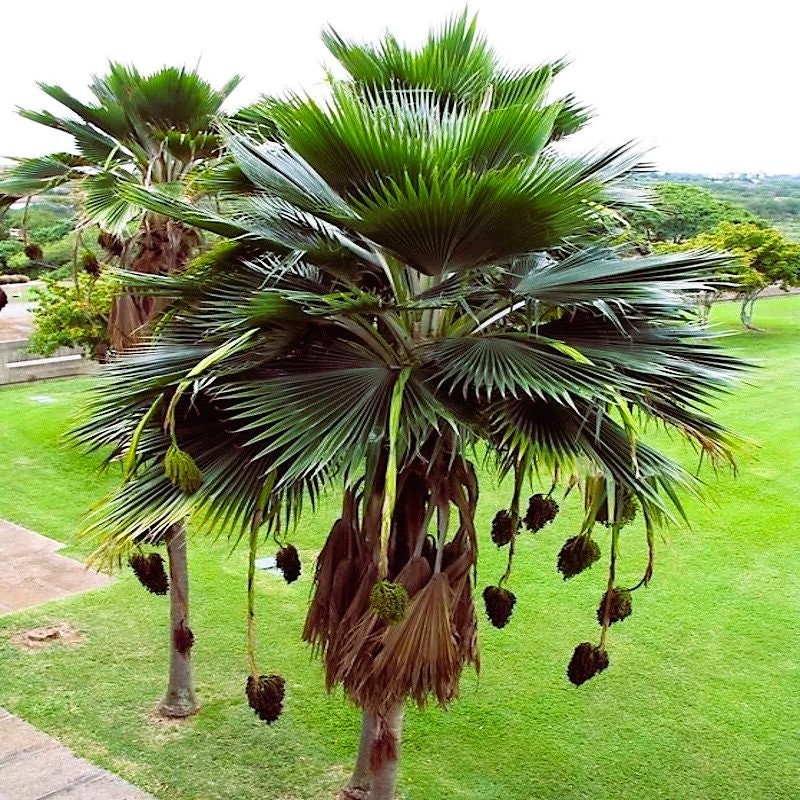 10 Seeds of Fiji Fan Palm Tree, Indoor, Fast Growing, Perennial - Etsy