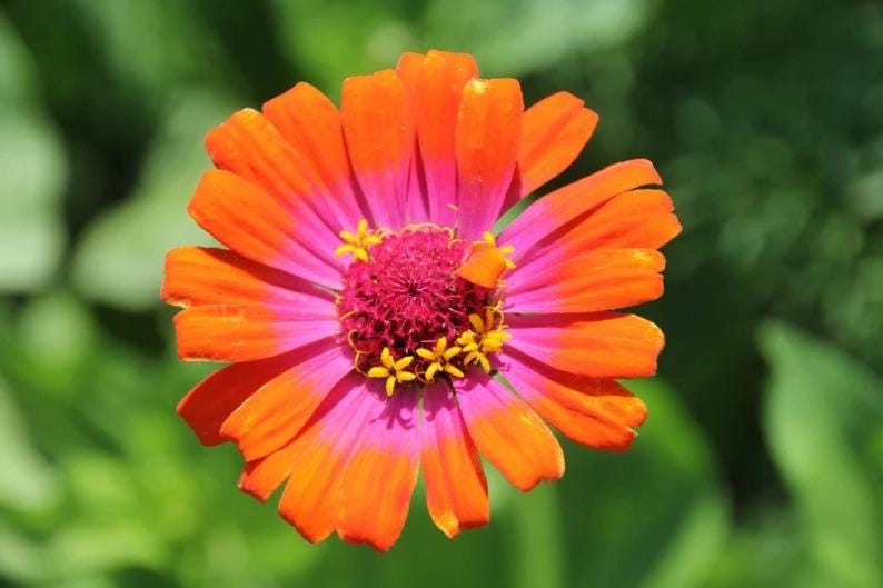 50 CAROUSEL MIX ZINNIA Elegans Carrousel Whirligig Mixed Colors Bicolor ...