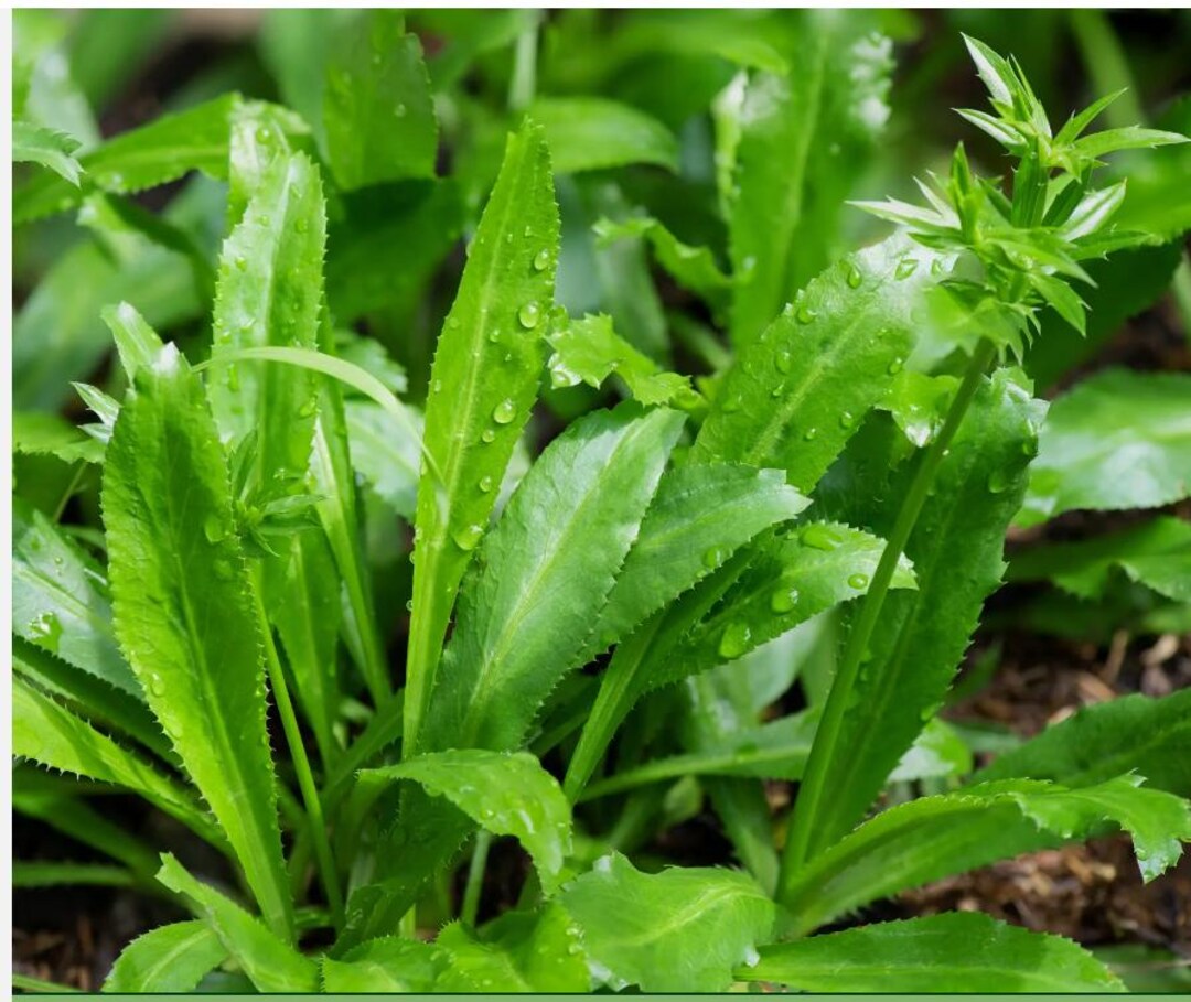 200 Culantro Seeds, Mexican Coriander De Alcapate Cilantro Ancho ...