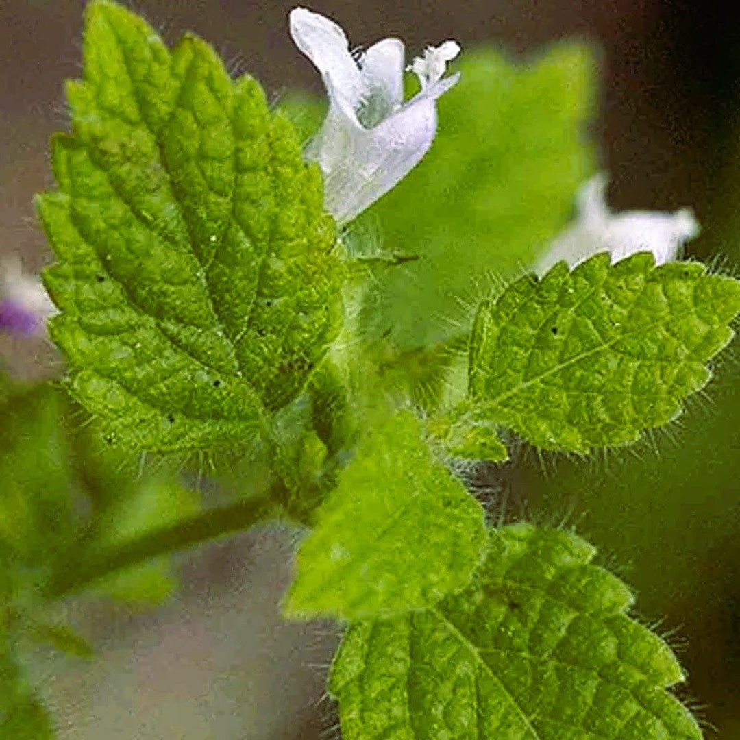 1000 Lemon Balm Citronella Perennial Seeds, Non-gmo Mosquito Repellent ...