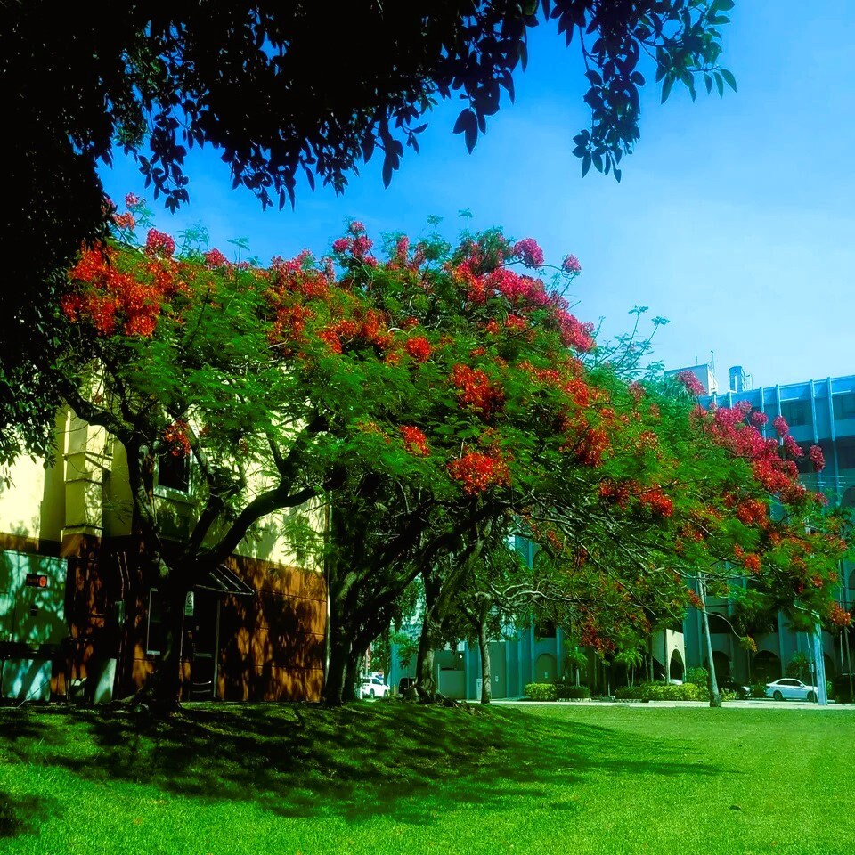 5 Seeds of Royal Poinciana Red Flame Tree delonix Regia, Tropical ...