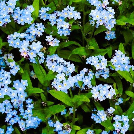 500 Seeds of Blue Perennial Cut Flowers, Non GMO, Fast Growing, Spring ...