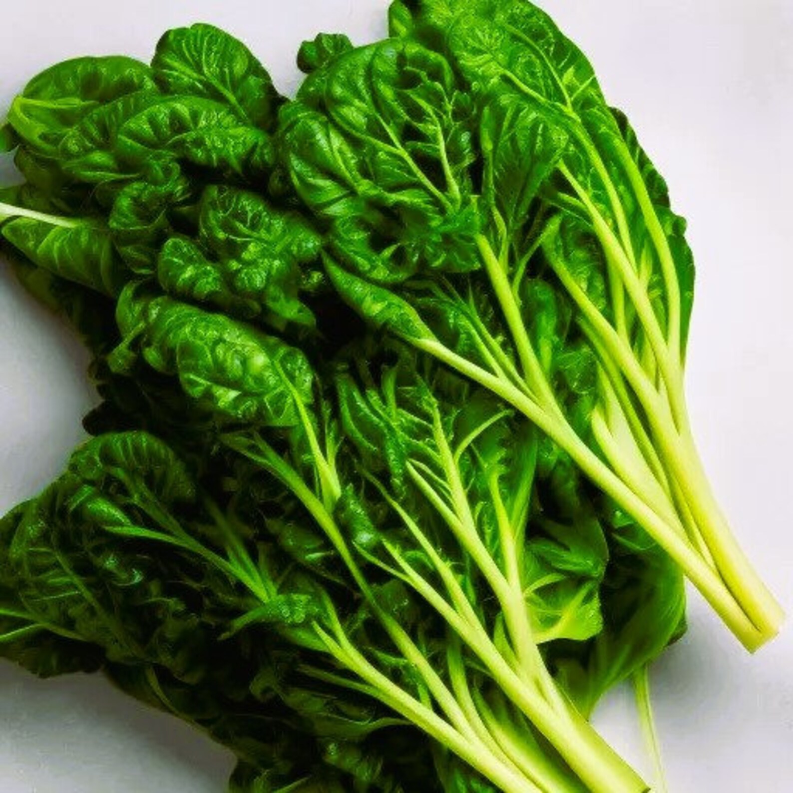 3000 Seeds of Bulk Vegetable, Tatsoi Mustard Pak Choi, Planting ...