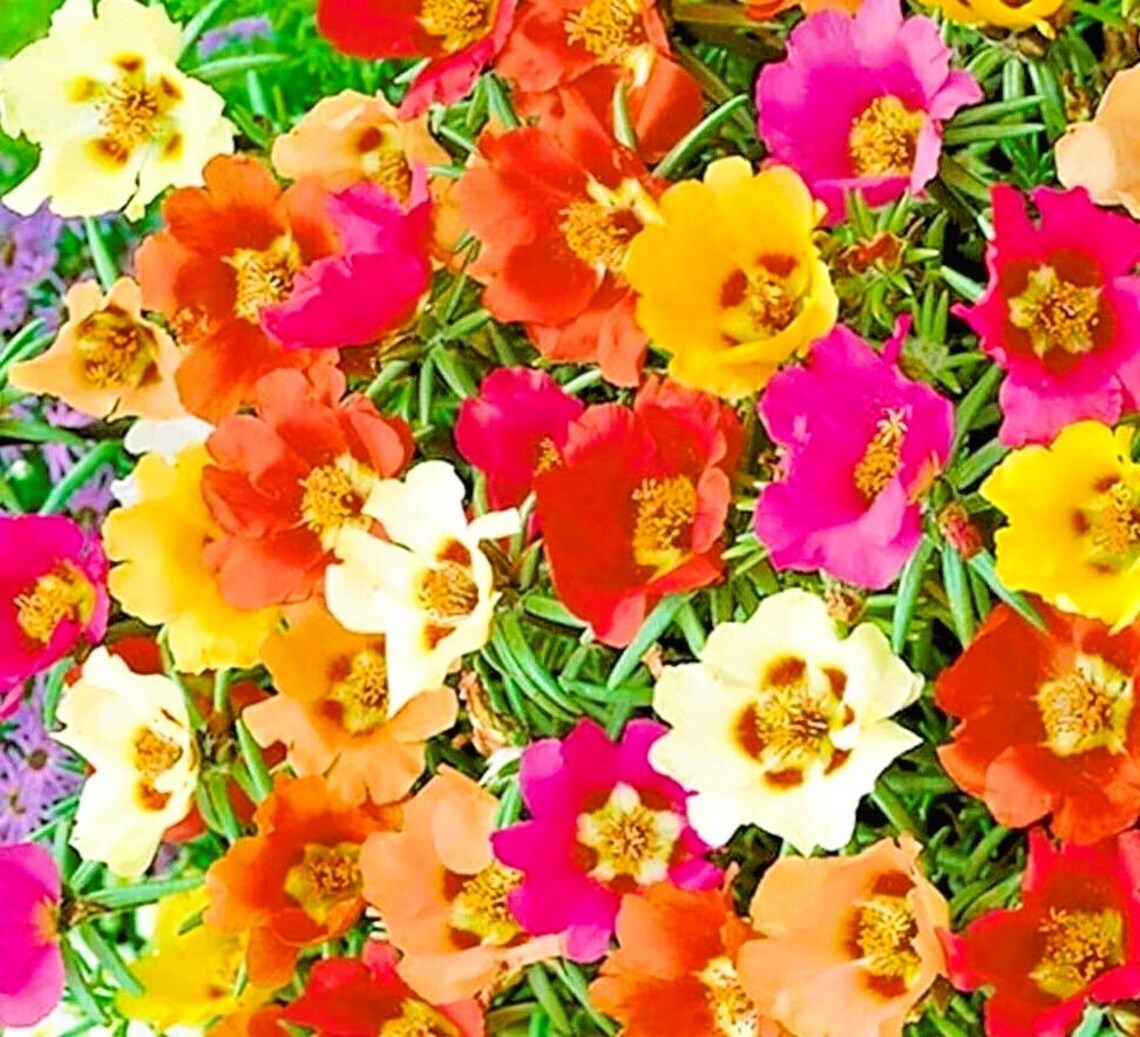 3000 Seeds of Moss Rose Mix Flower, Groundcover, Non GMO - Etsy