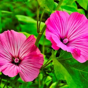 30 Seeds of Rose Mallow Mixed, Fast Growing, Fresh Flower - Etsy