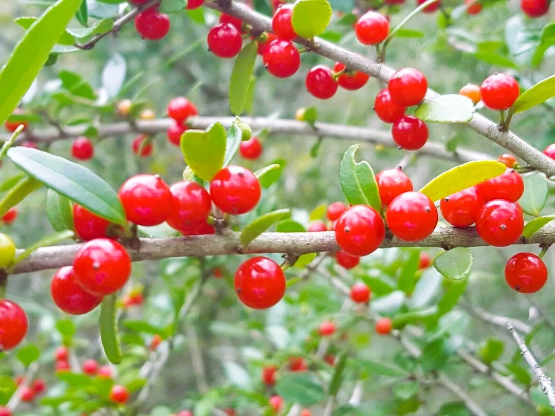 25 Seeds of Yaupon Holly, Coffee, Fast Growing, Edible - Etsy
