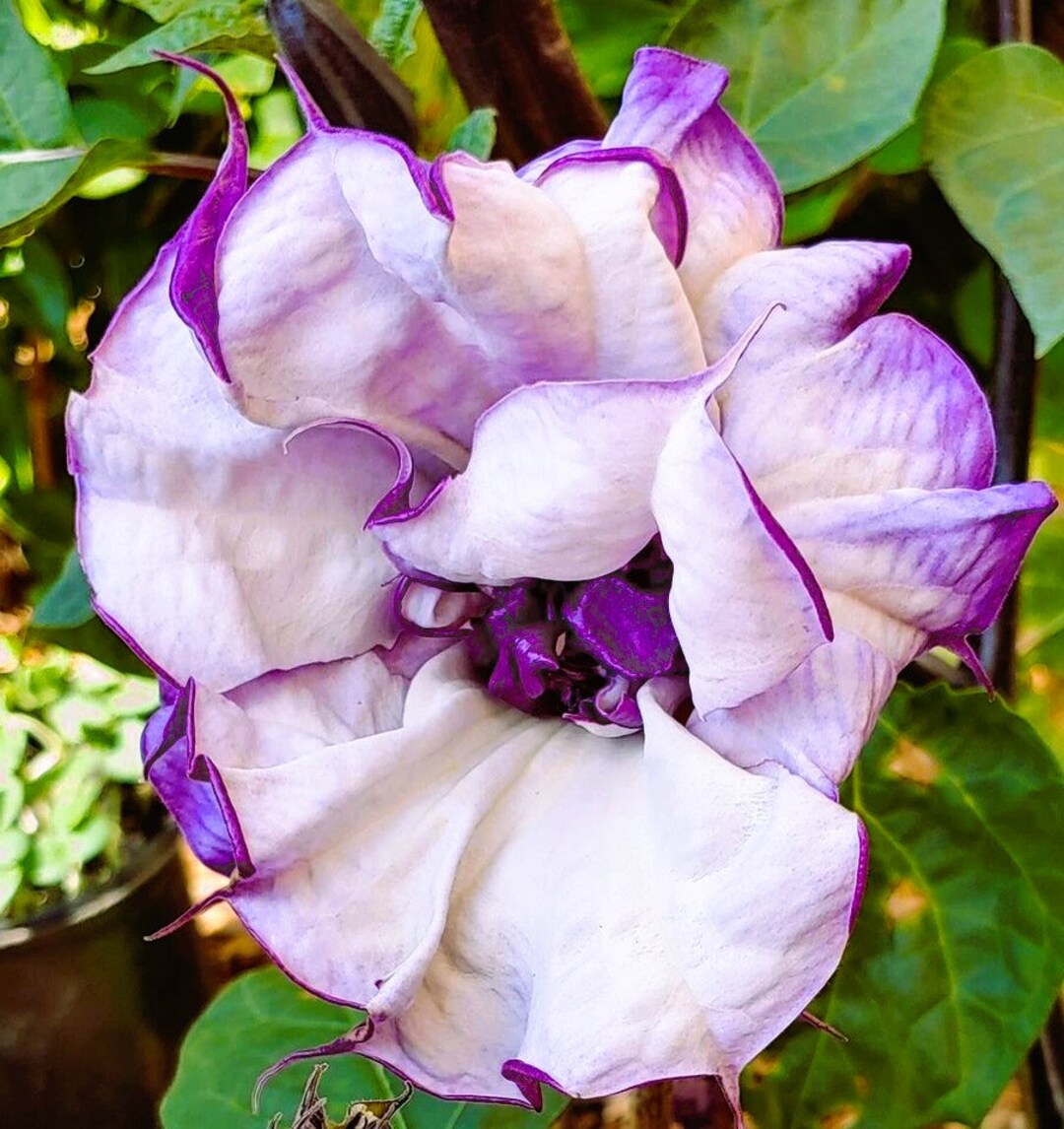 25 Fresh Seeds Double Purple Angel Trumpet Flower Seed Pack, Gardener's ...