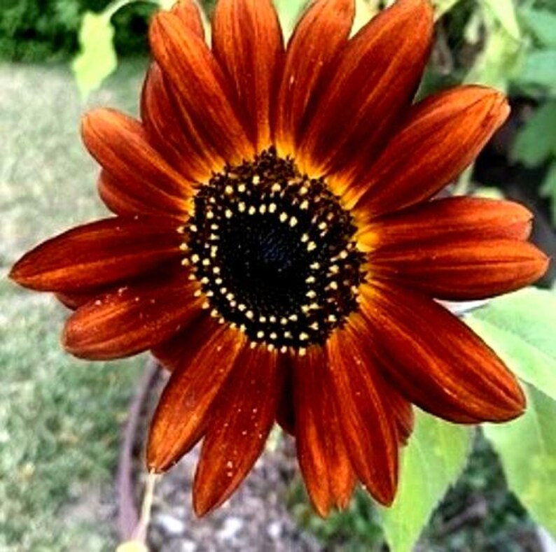 10 Seeds of Earthwalker Sunflower, Fast Growing - Etsy