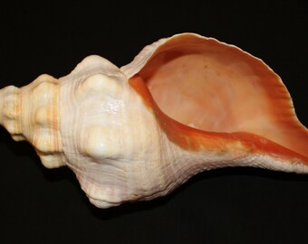 Giant Horse Conch - Etsy