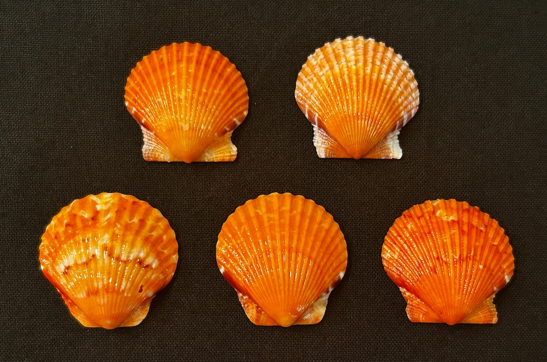 5 ORANGE CALICO SCALLOPS Lot17 - Etsy
