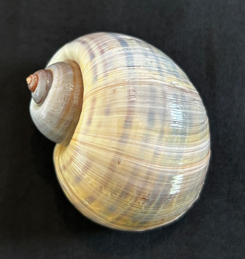 5 LARGE Empty APPLE SNAIL Shells Lot5 - Etsy